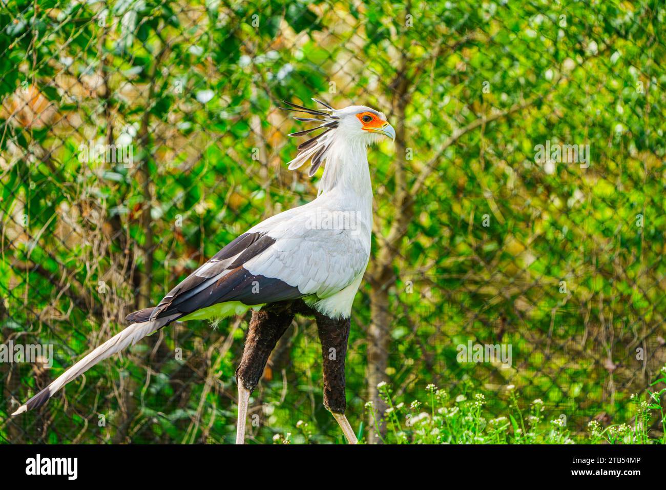 Detailed Portrait of Secretary Bird Showing its Unique Features Stock ...