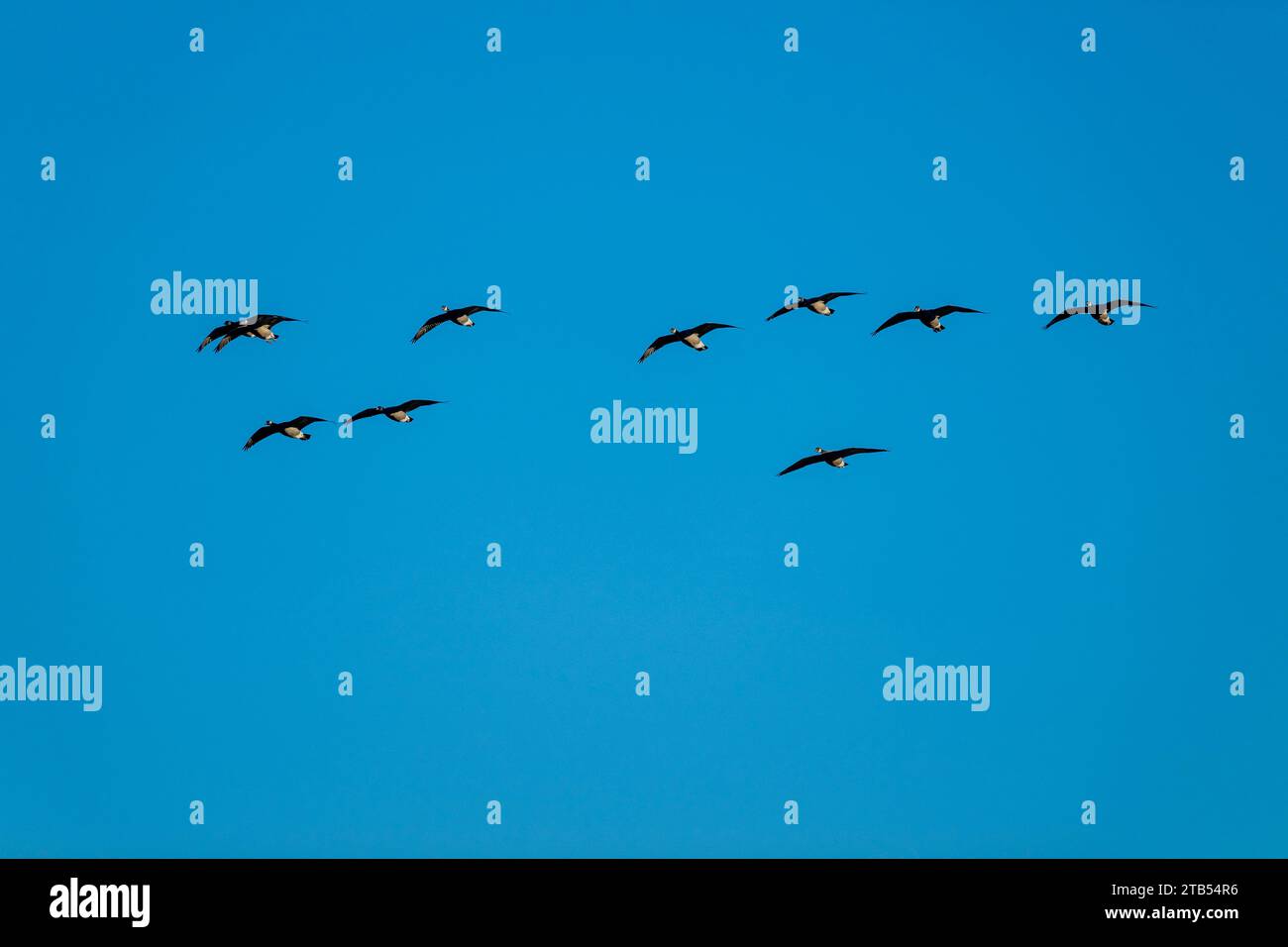 Cackling geese (Branta hutchinsii) in flight with a blue sky in the ...
