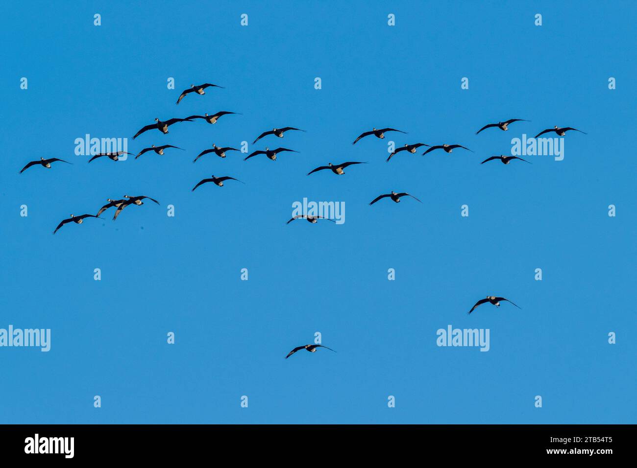 Cackling geese (Branta hutchinsii) in flight with a blue sky in the ...