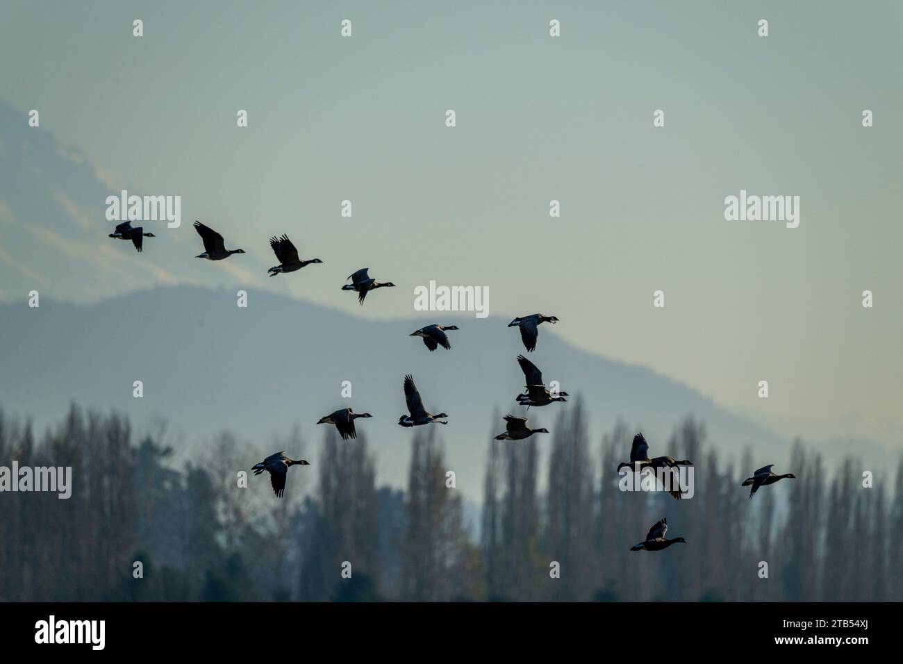 Cackling geese (Branta hutchinsii) flying against the evening sky near ...