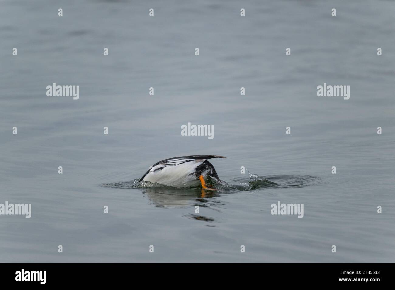 Diving sequence bucephala clangula goldeneye hi-res stock photography ...