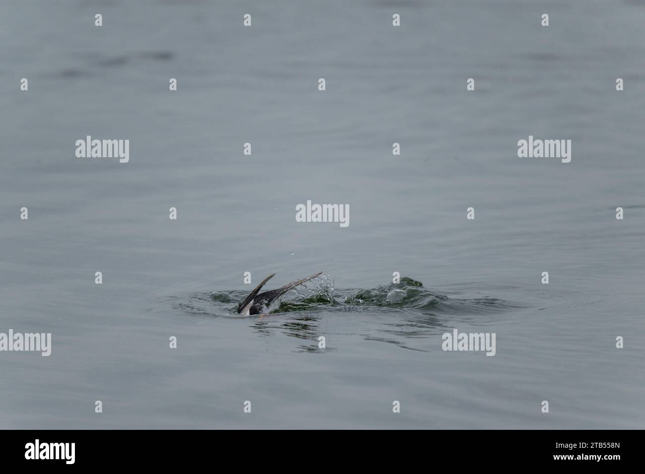 Northwest duck hi-res stock photography and images - Alamy