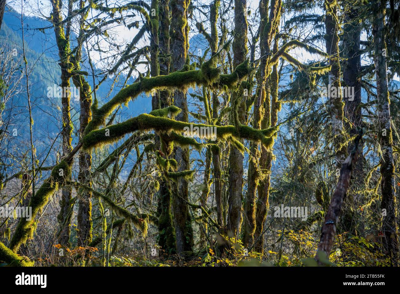 Oxbow loop hi-res stock photography and images - Alamy