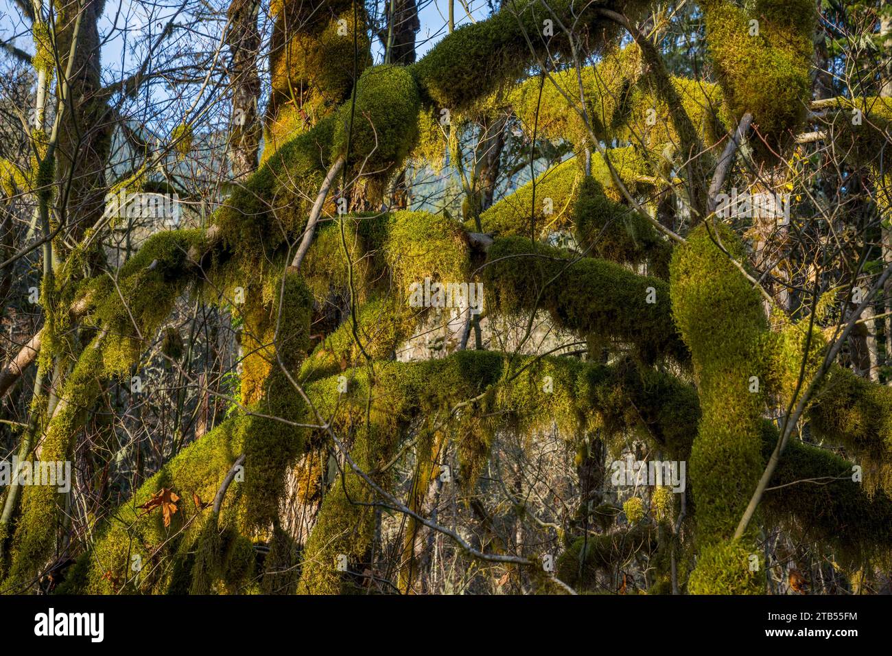 Isothecium Stoloniferum moss growing on trees in the forest at the ...