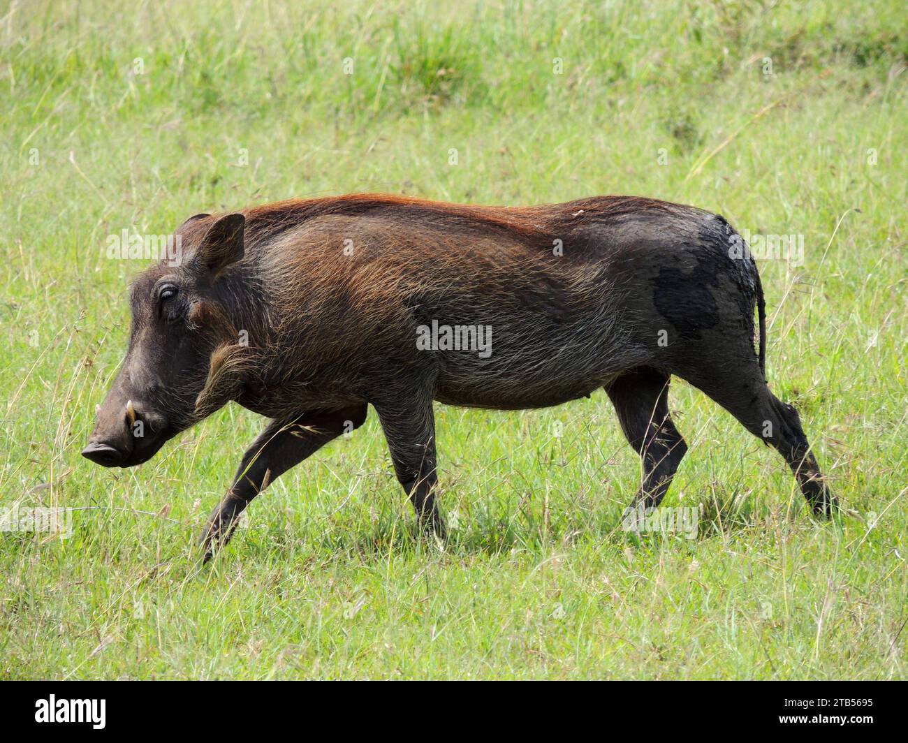 warthog walking through the grass on safari in maasai mara national ...