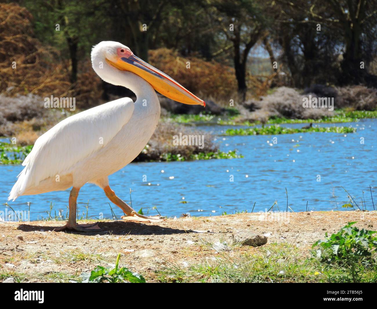 great white pelican walking along the shore of lake naivasha, kenya ...