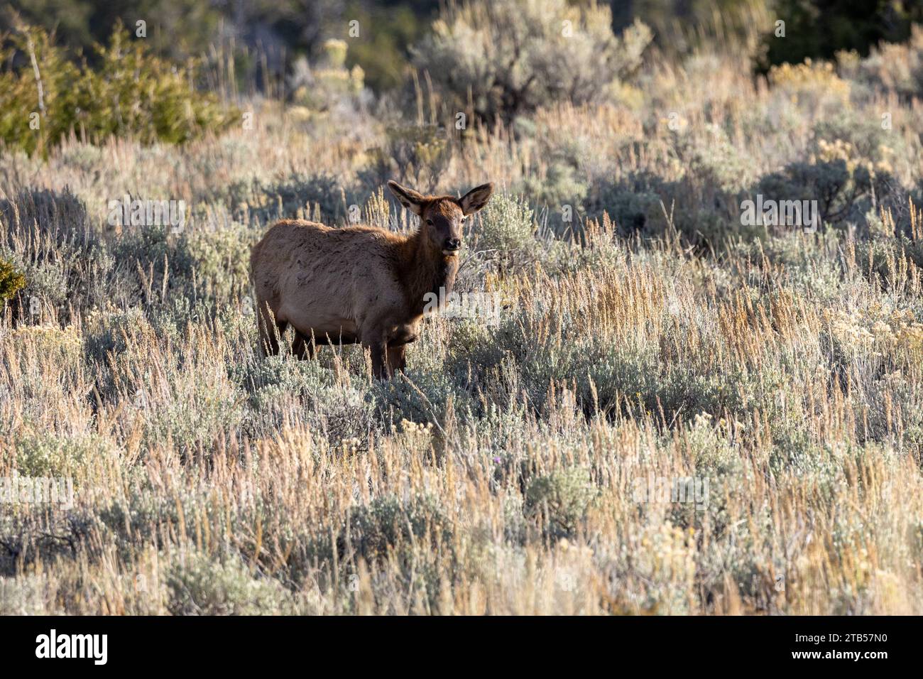 Closeup elk in yellowstone hi-res stock photography and images - Alamy