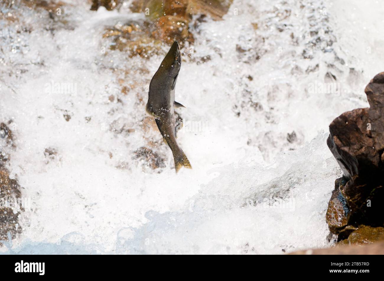 Salmon leaping up a waterfall in Alaska Stock Photo - Alamy