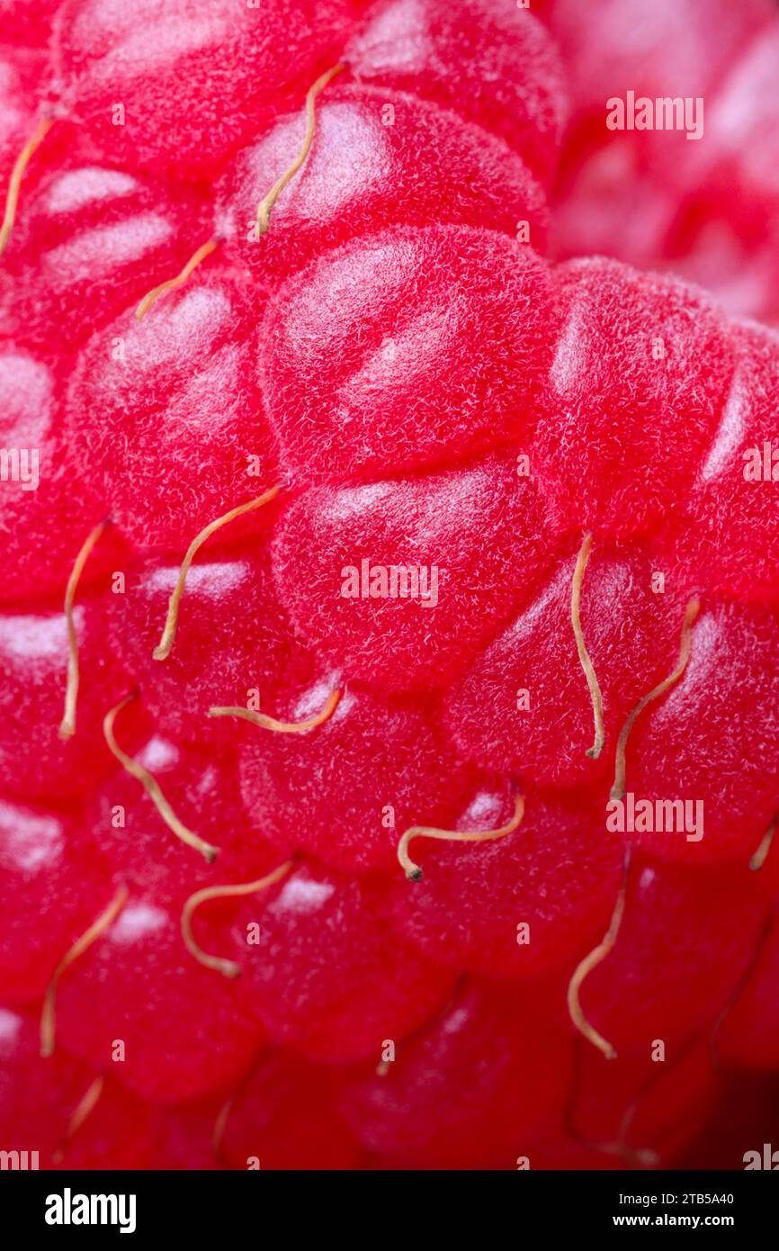 Texture of fresh ripe raspberry, macro view Stock Photo - Alamy