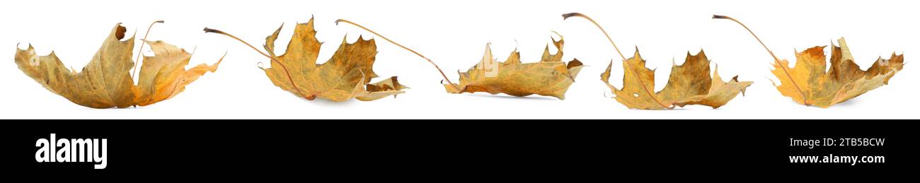 Many different maple leaves on white background Stock Photo - Alamy