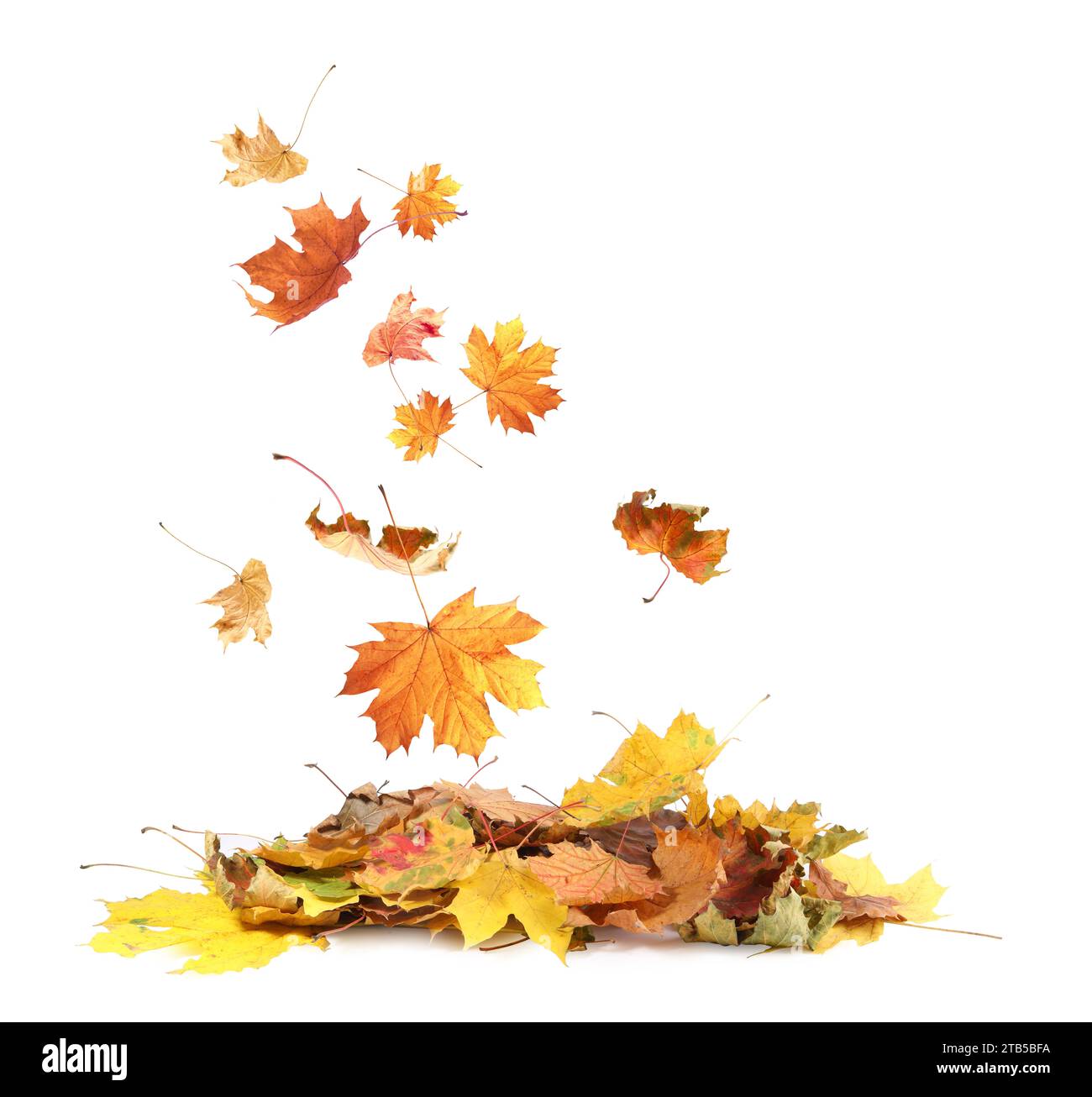 Dry autumn leaves falling into pile on white background Stock Photo - Alamy