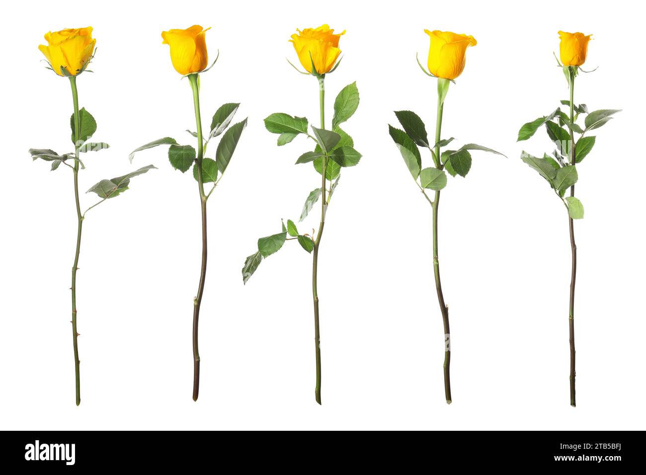 Set yellow roses buds hi-res stock photography and images - Alamy