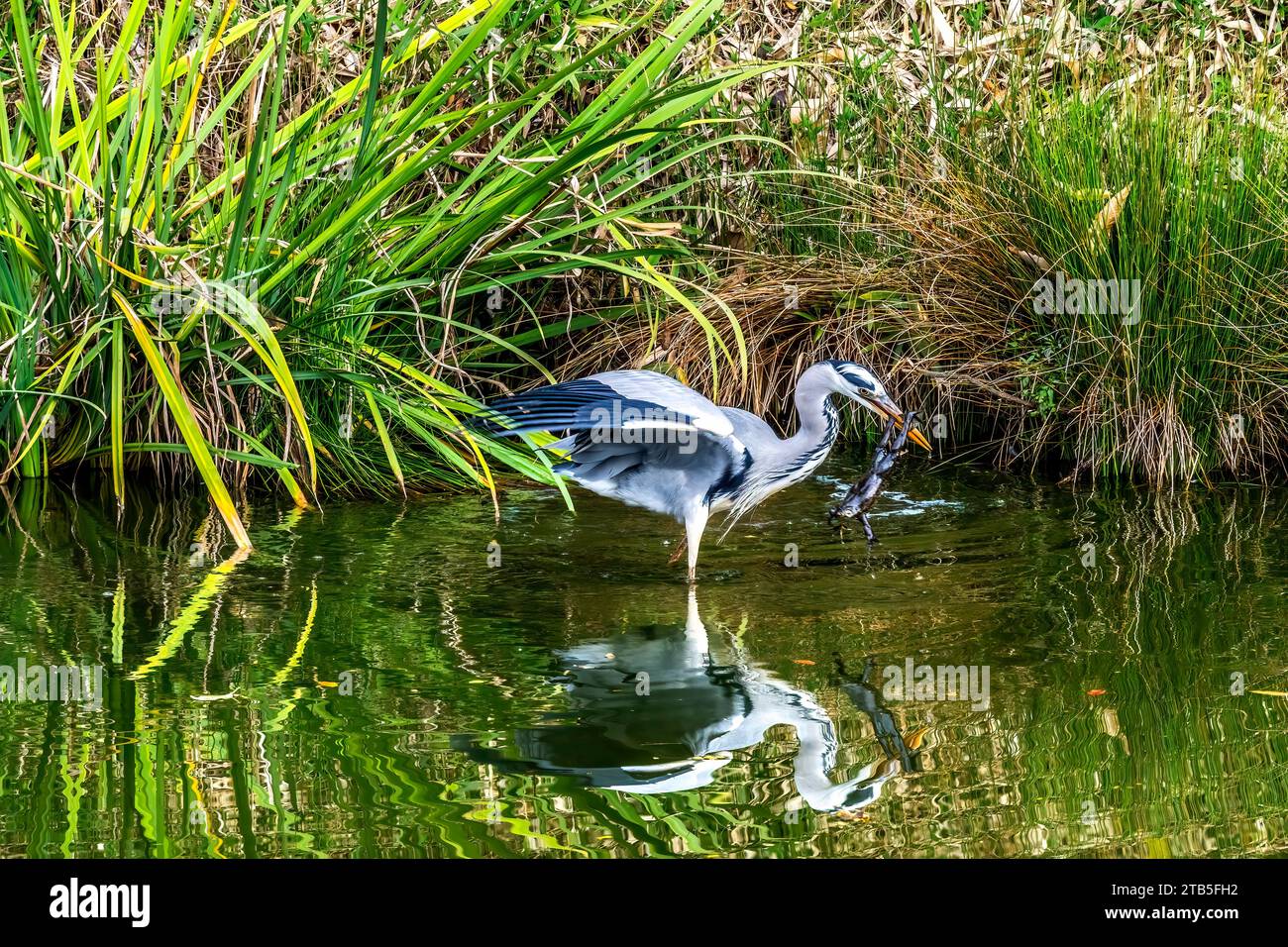 Grey Heron Catching Frog Ardea cinerea Furuichi kofungun Water ...