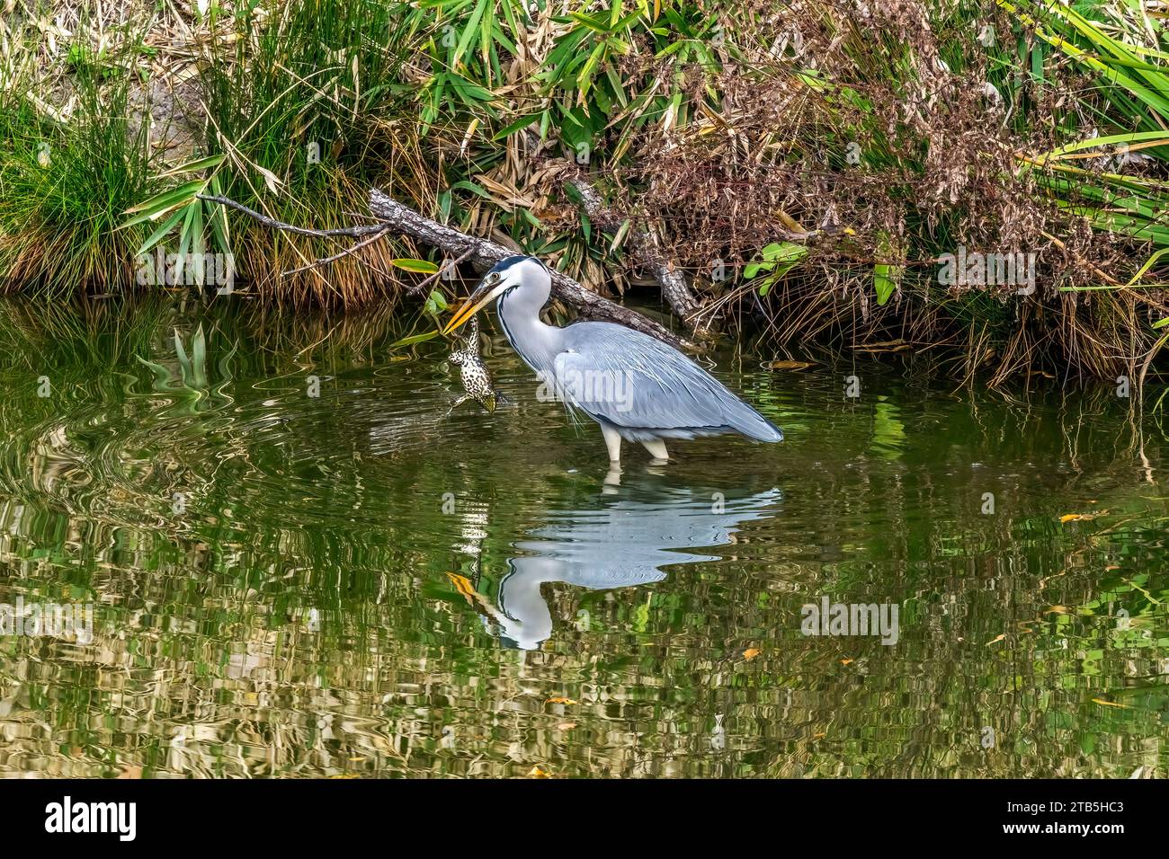 Grey Heron Catching Frog Ardea cinerea Furuichi kofungun Water ...