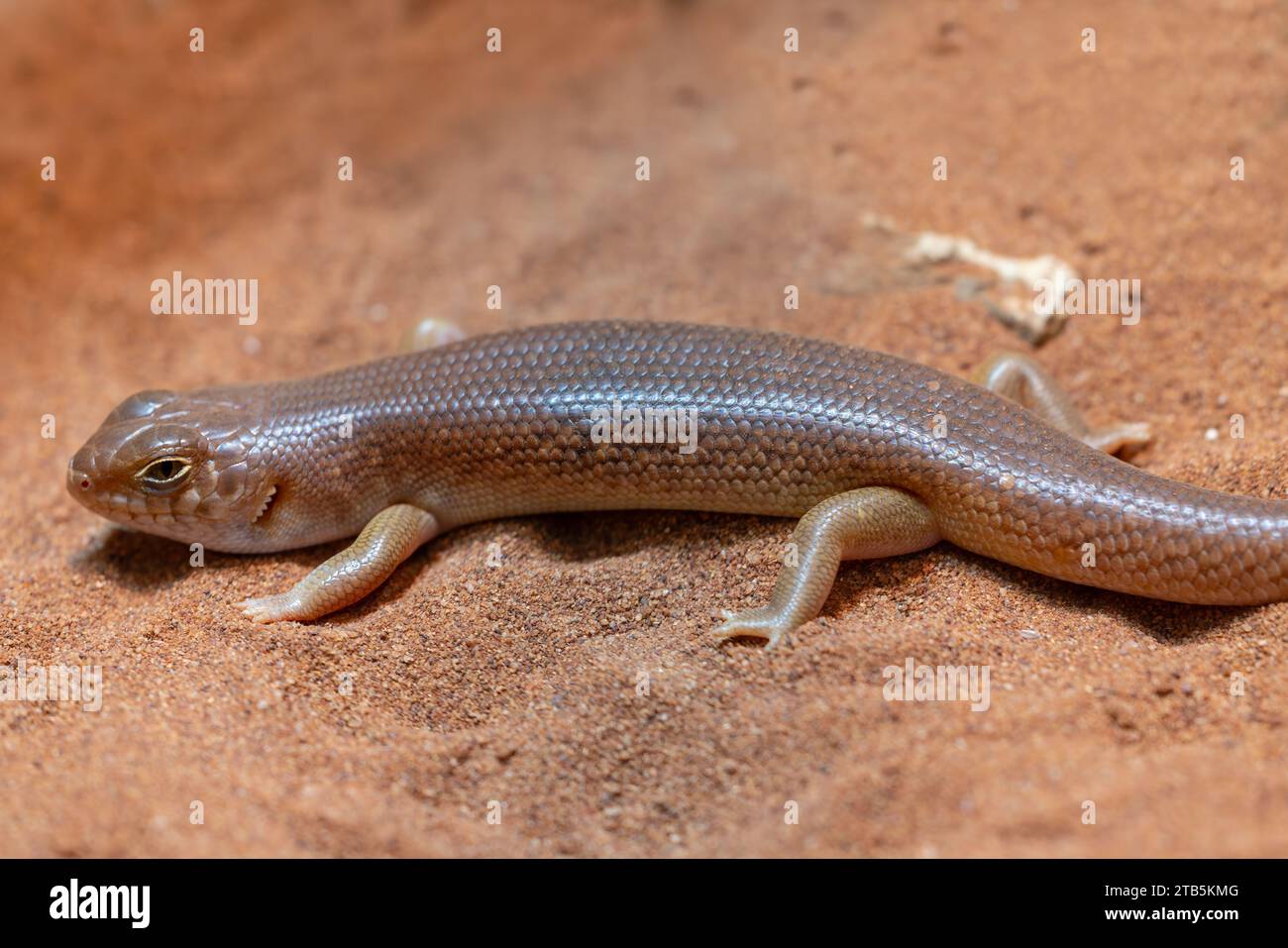 Sand skink hi-res stock photography and images - Alamy