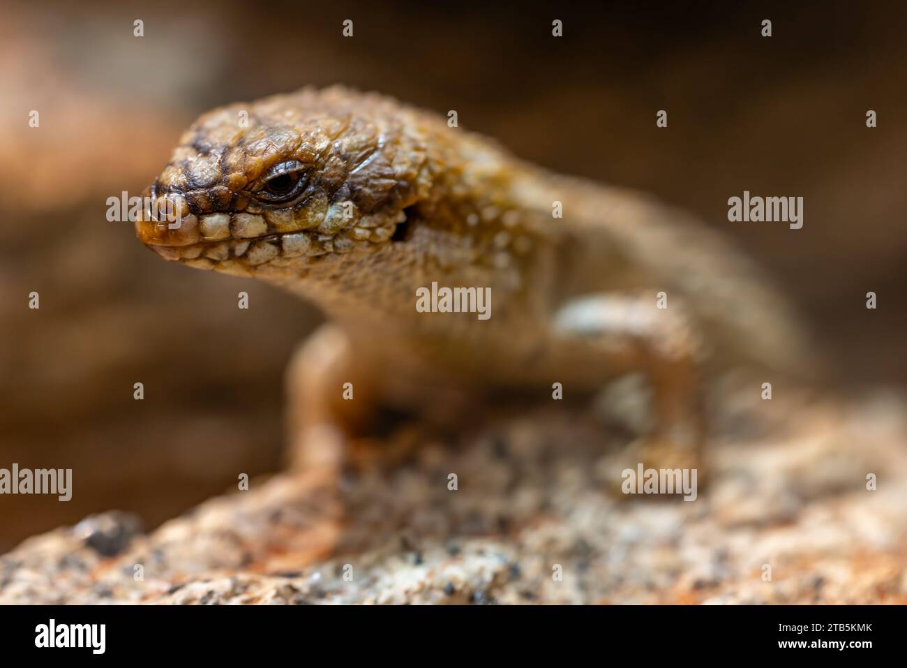 Southern pygmy spiny tailed skink hi-res stock photography and images ...