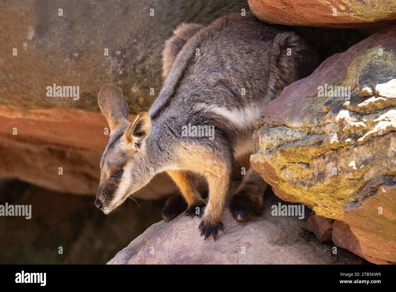 Captive Yellow-footed Rock Wallaby in Australian Zoo Stock Photo - Alamy