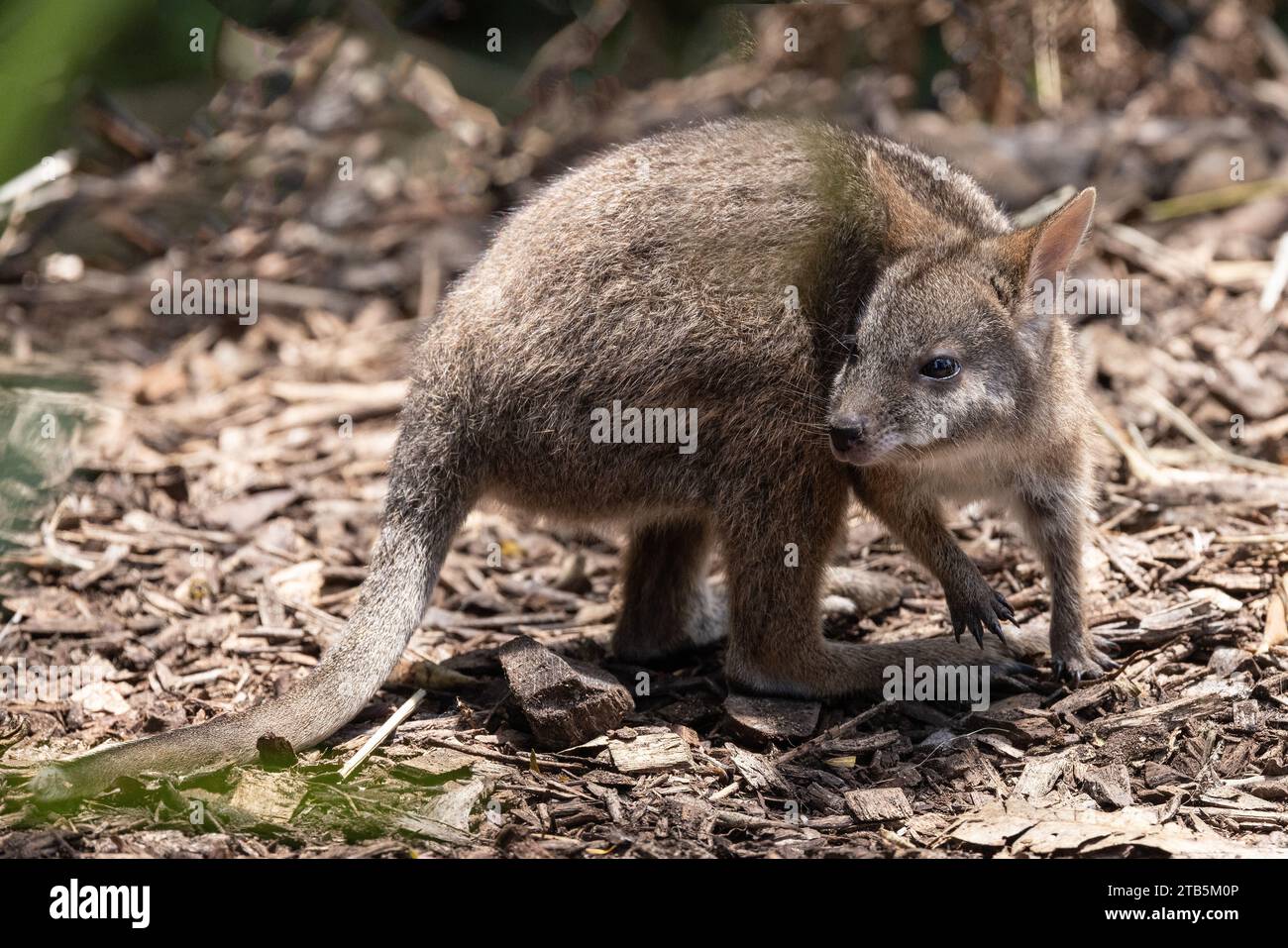 Captive Australian Endangered Parma Wallaby joey Stock Photo - Alamy