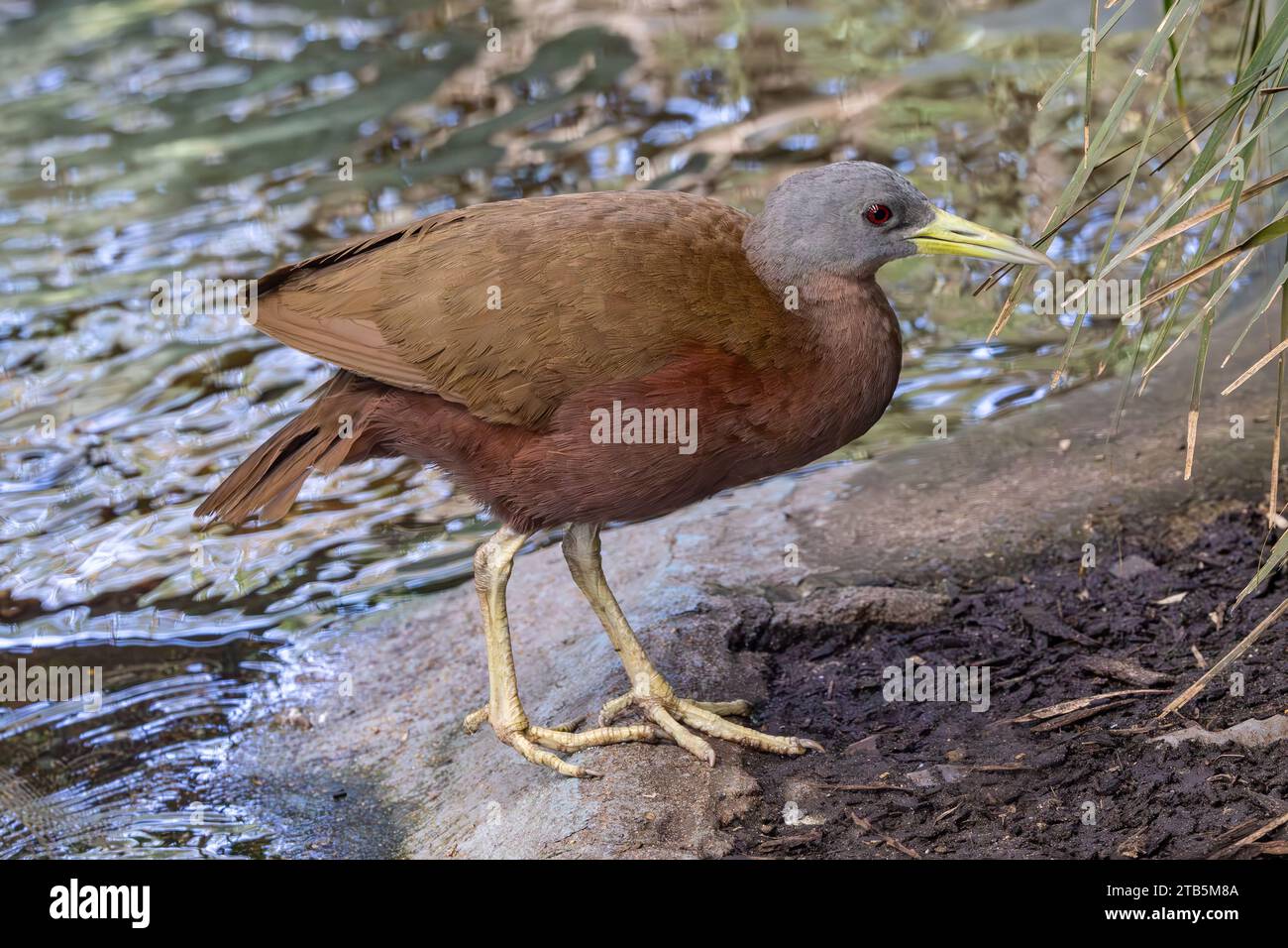 Australian chestnut hi-res stock photography and images - Alamy
