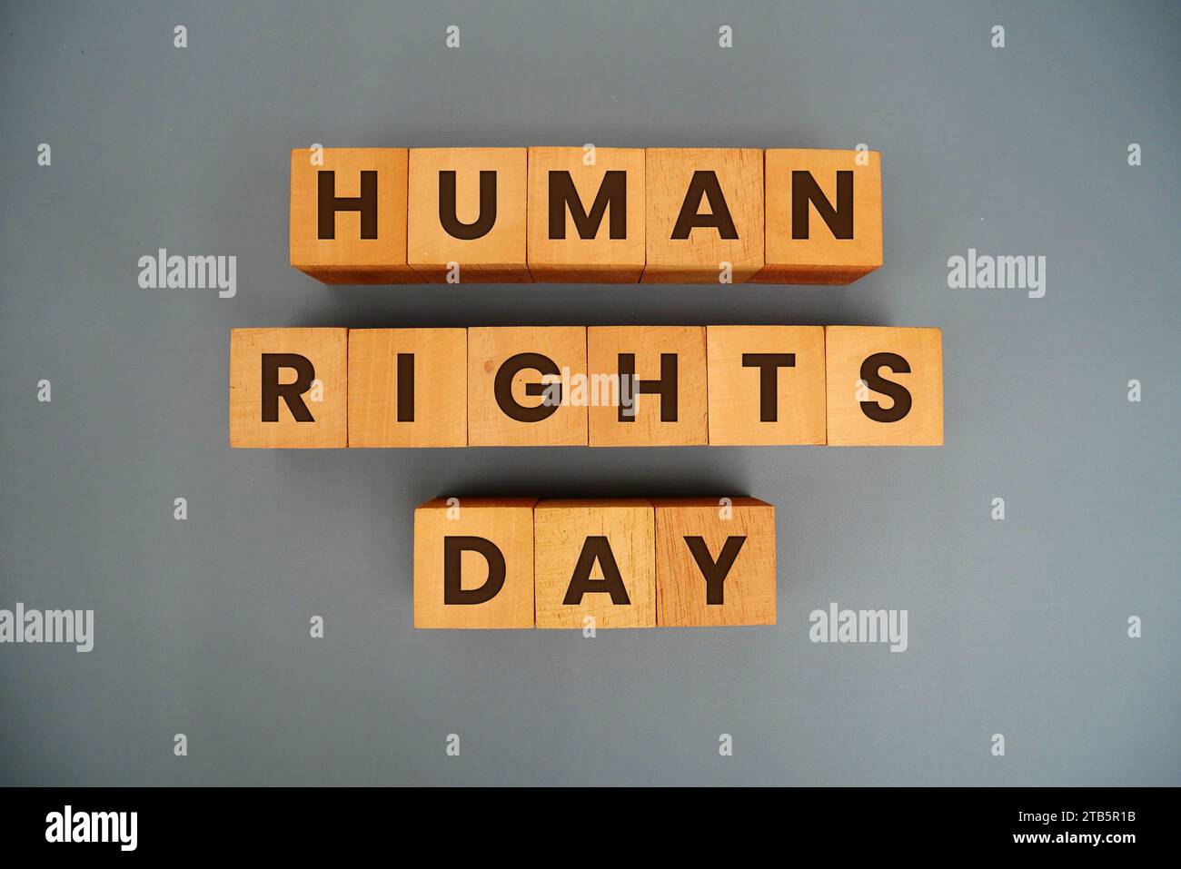 Human Rights Day on wooden cube and green plant isolated in gray ...