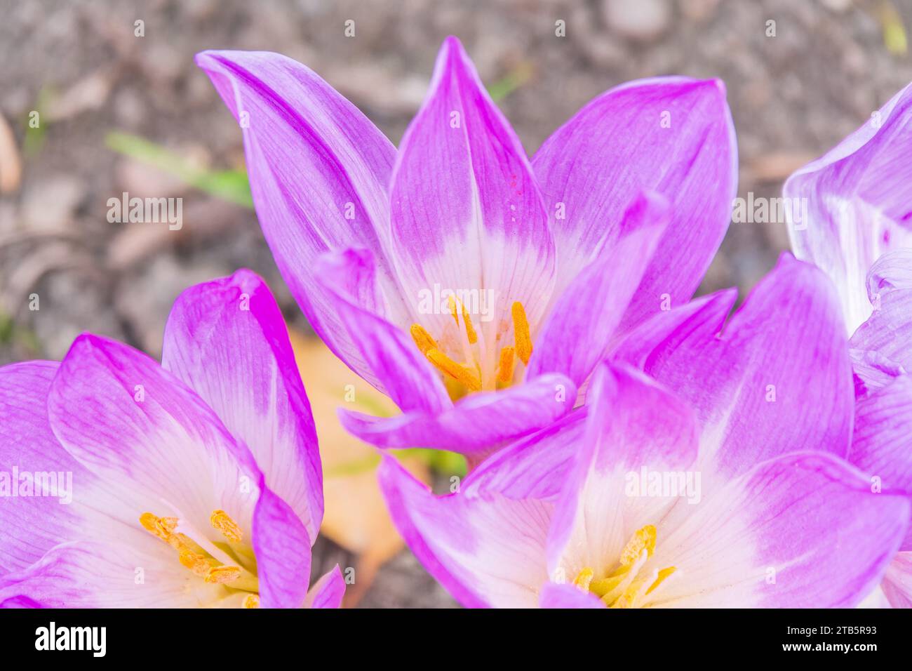 Purple Crocus Flowers in Spring. A close-up of a cluster of blooming ...
