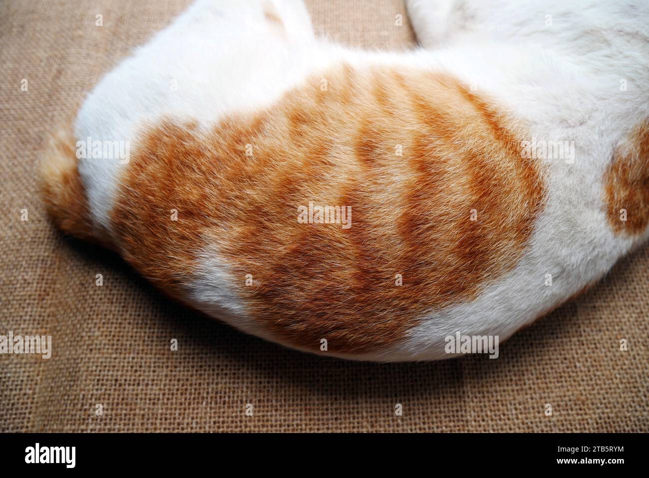 Ginger cat fur texture background. Ginger cat body background, pet ...