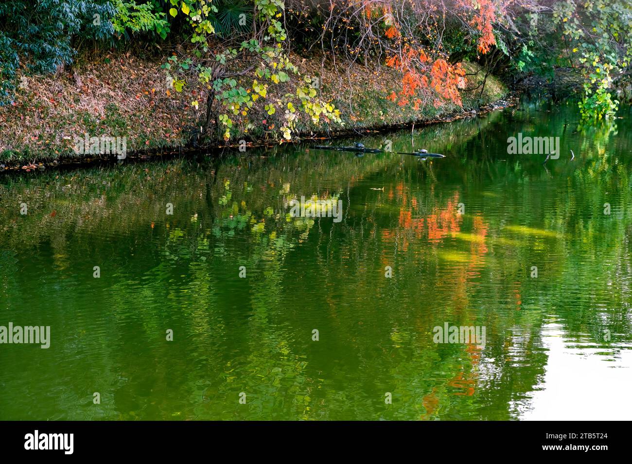 Turtles Orange Fall Leaves Green Reflection Autumn Furuichi kofungun ...