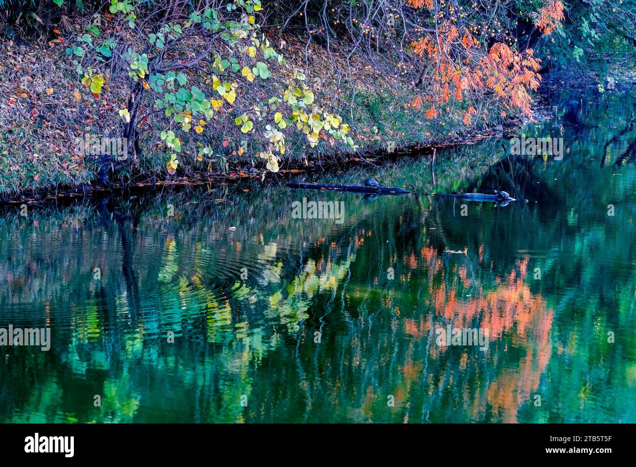 Turtles Orange Fall Leaves Green Reflection Autumn Furuichi kofungun ...