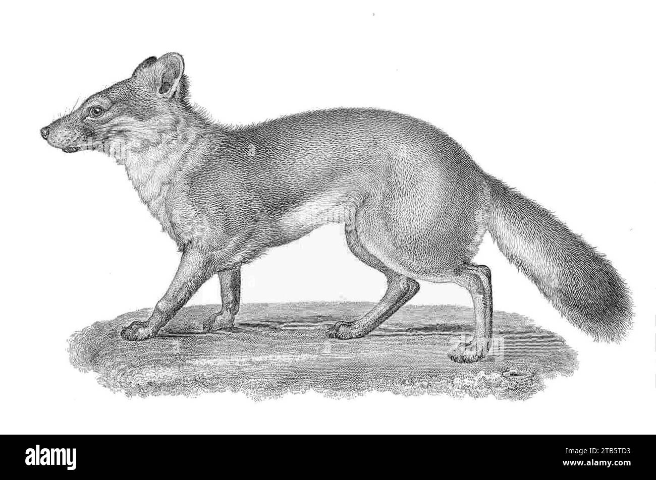 Vulpes littoralis hi-res stock photography and images - Alamy