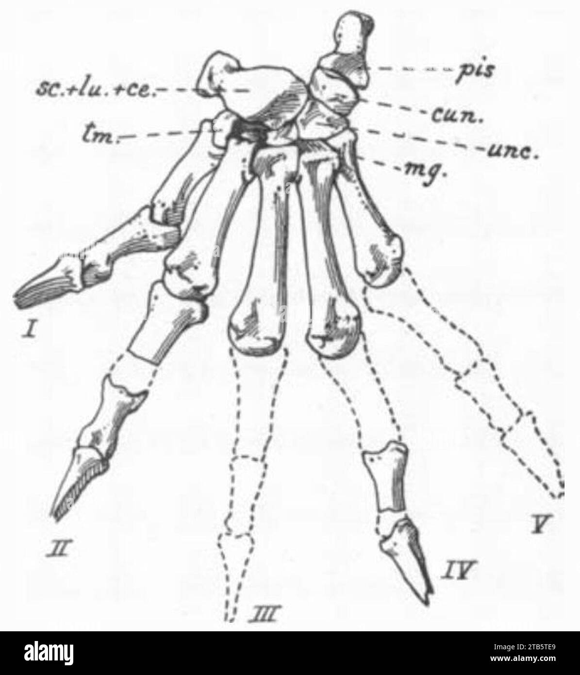 Vulpavus profectus fore foot Stock Photo - Alamy