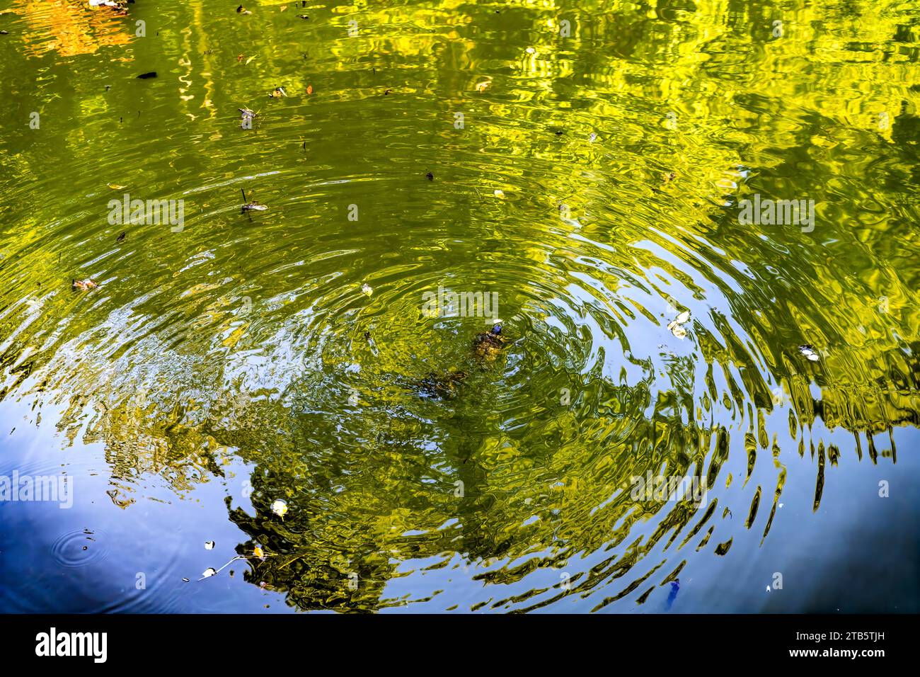 Turtles Green Blue Water Reflections Burial Mound Habikino Osaka ...