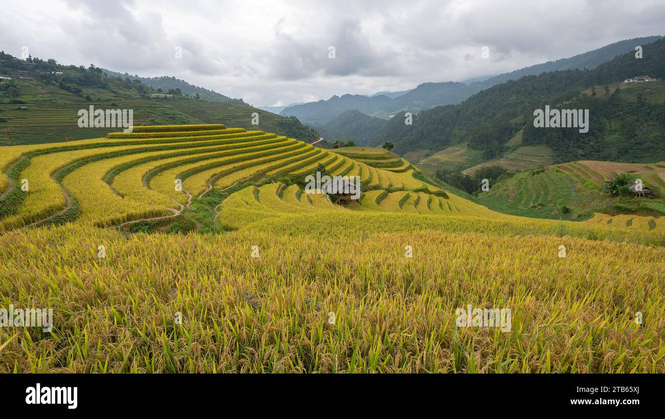 Landscape with green and yellow rice terraced fields and cloudy sky ...