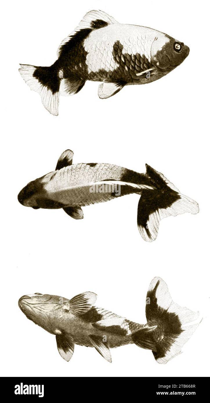 Wakin hi-res stock photography and images - Alamy