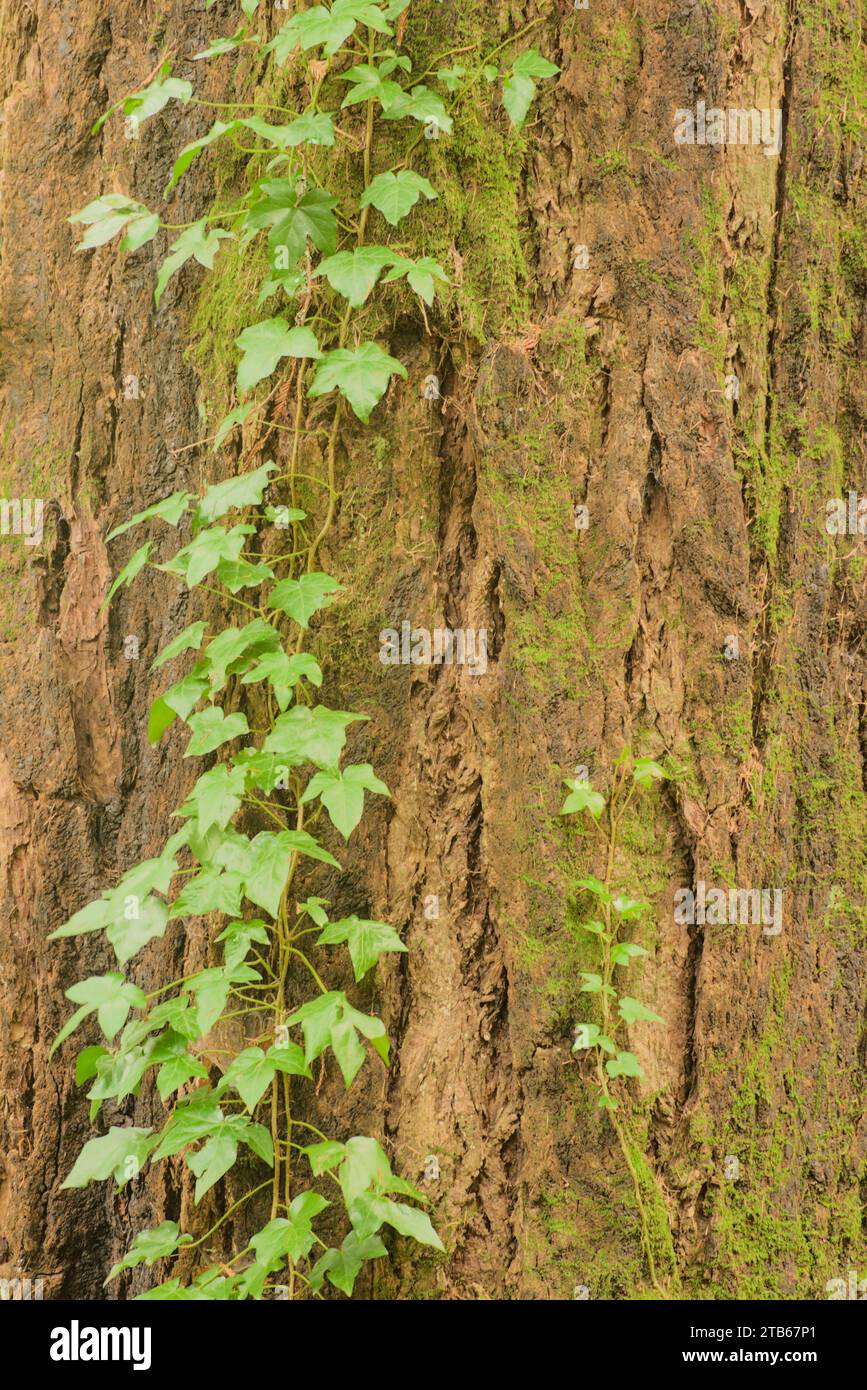 Close up nature study of redwood & moss/grass growth. Detailed texture ...