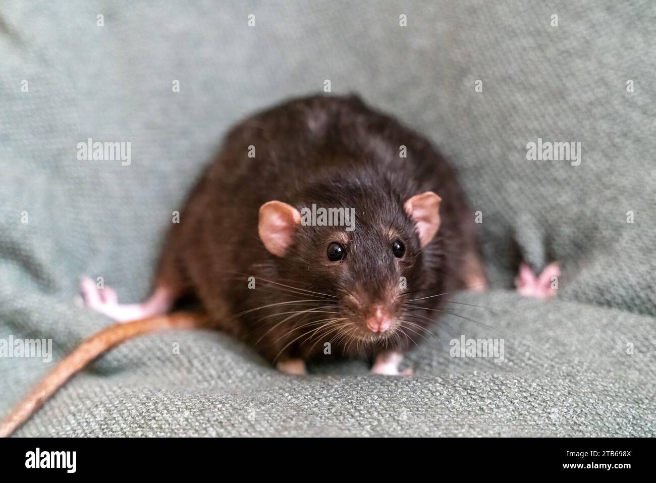 White rat photos hi-res stock photography and images - Alamy