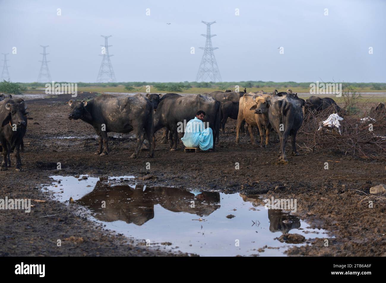Ahmed Ramzu, from the Maldhari community, milks a buffalo in Khavda ...