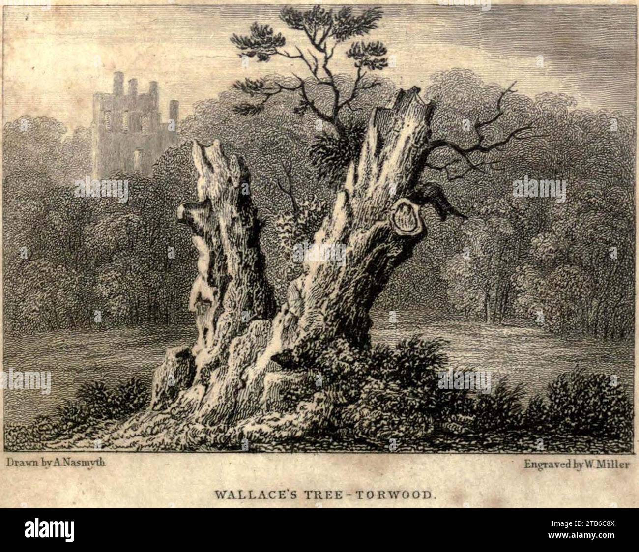 Wallace Tree Torwood Stock Photo - Alamy