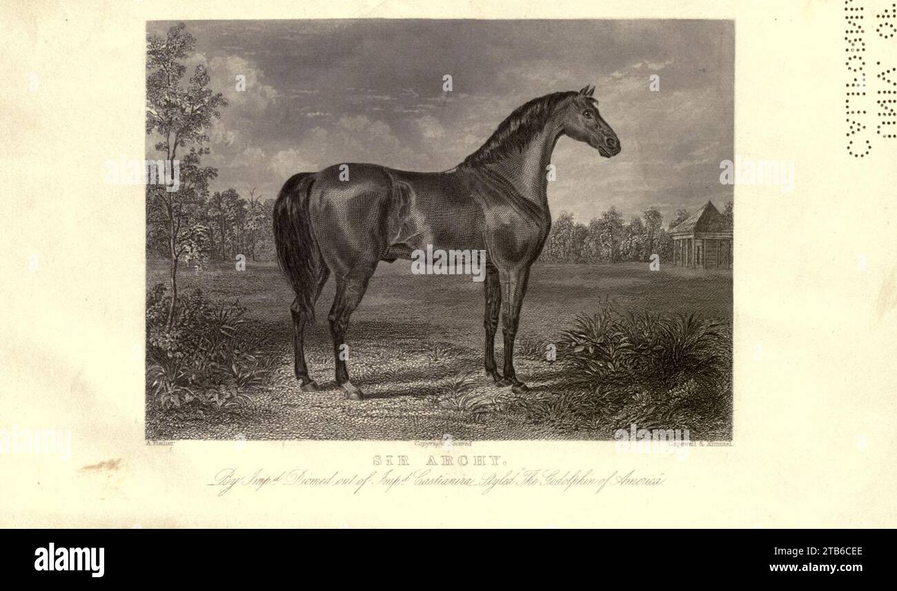 American stud book hi-res stock photography and images - Alamy