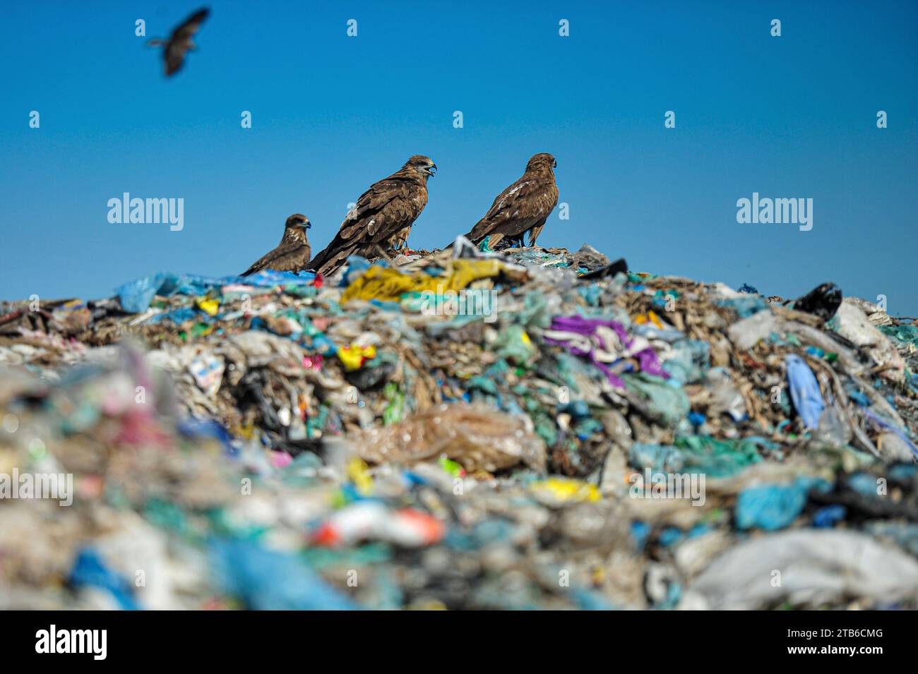 Falcon Hawks searching for food at Sylhet's Parairchak garbage dump ...