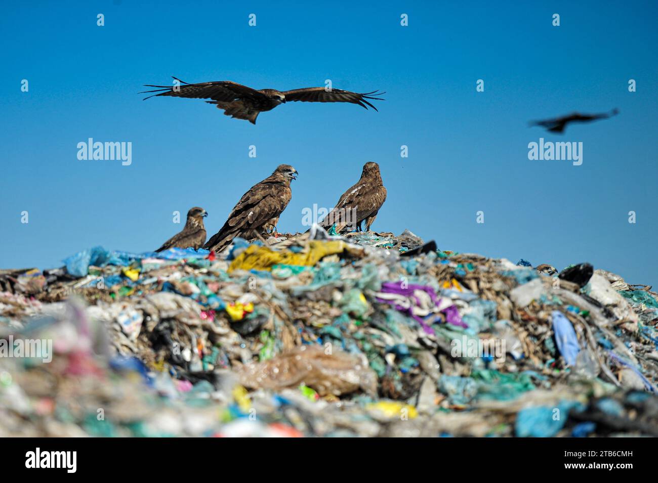 Falcon Hawks searching for food at Sylhet's Parairchak garbage dump ...