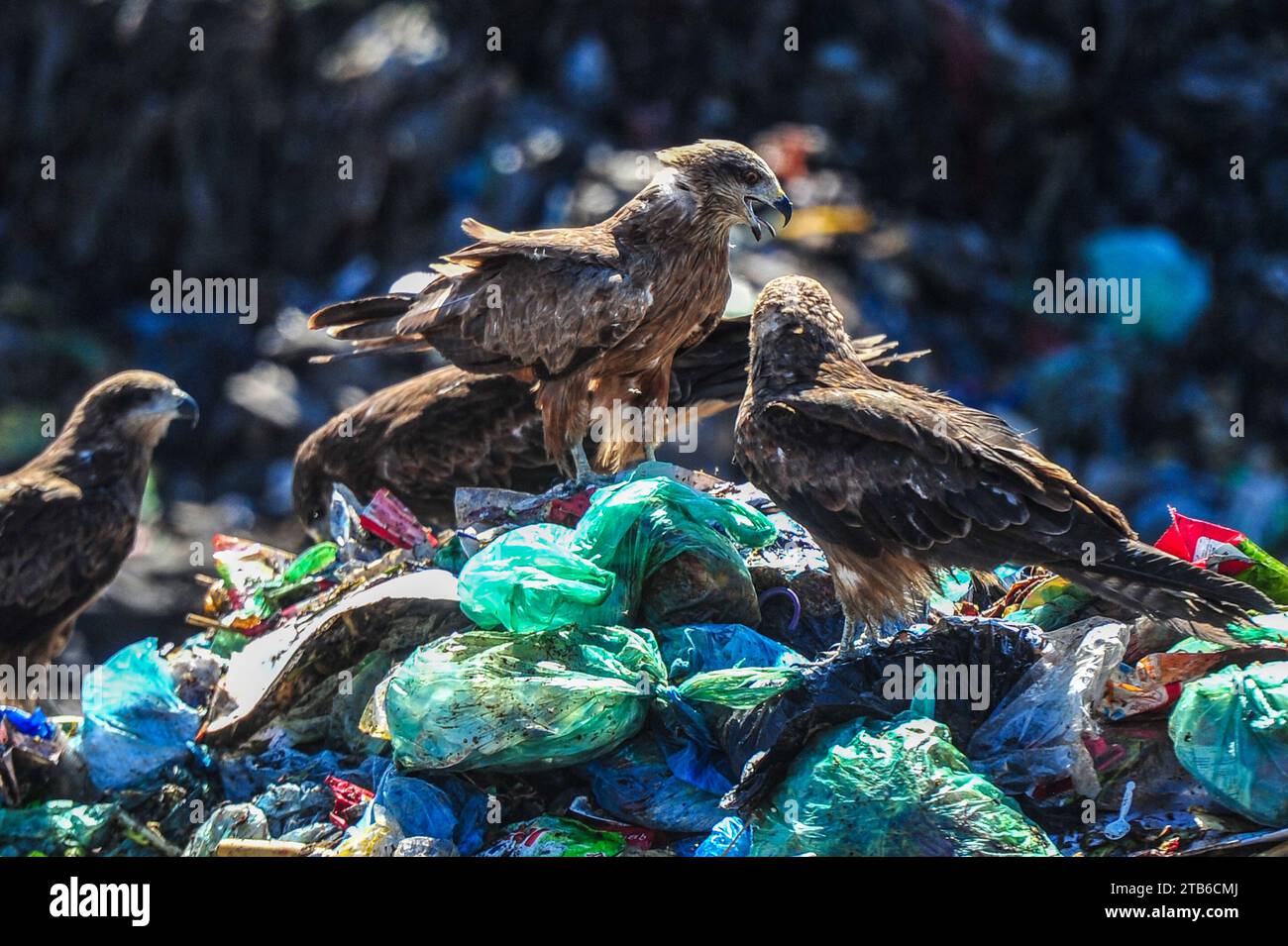Falcon Hawks searching for food at Sylhet's Parairchak garbage dump ...