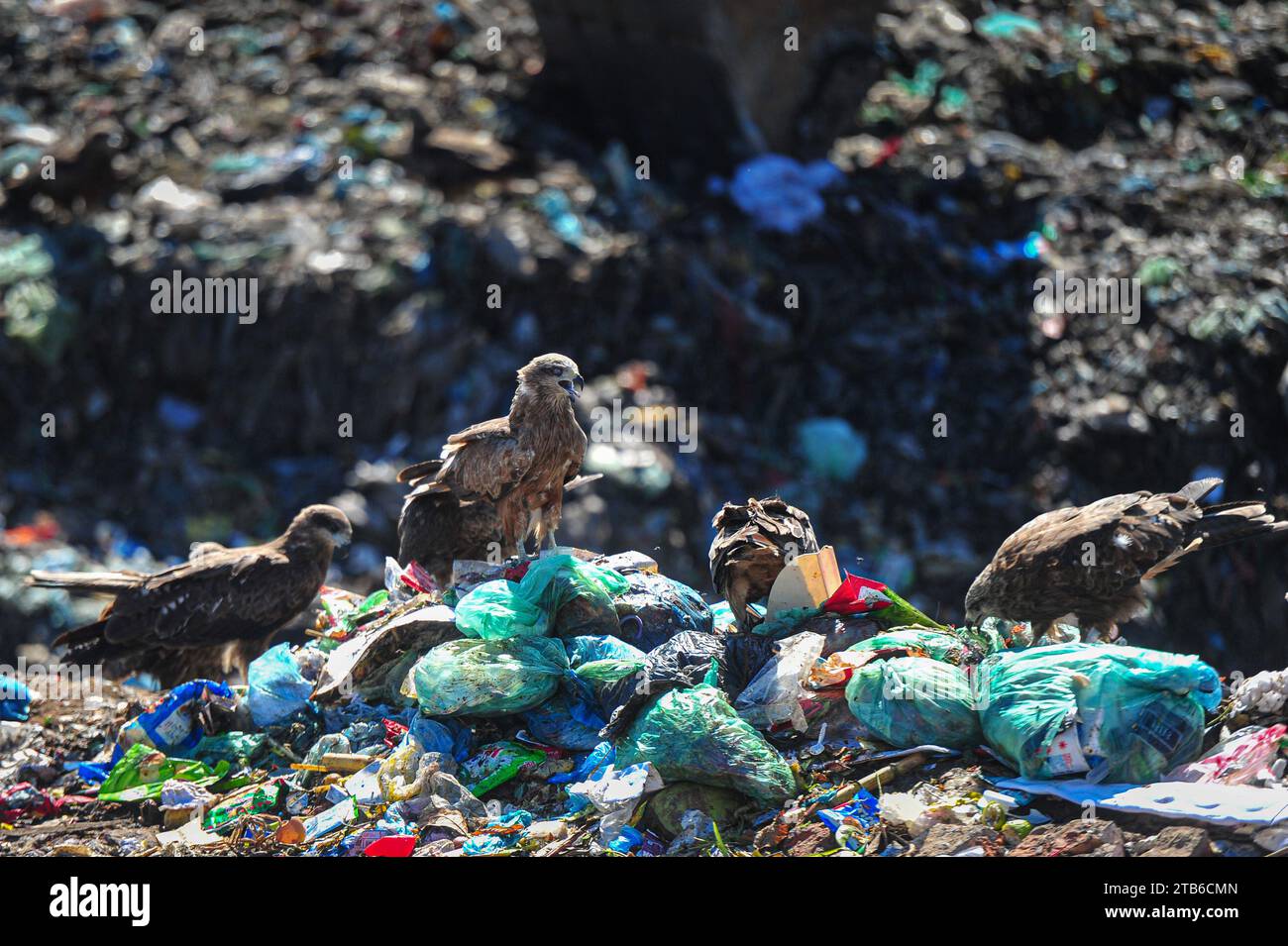 Falcon Hawks searching for food at Sylhet's Parairchak garbage dump ...