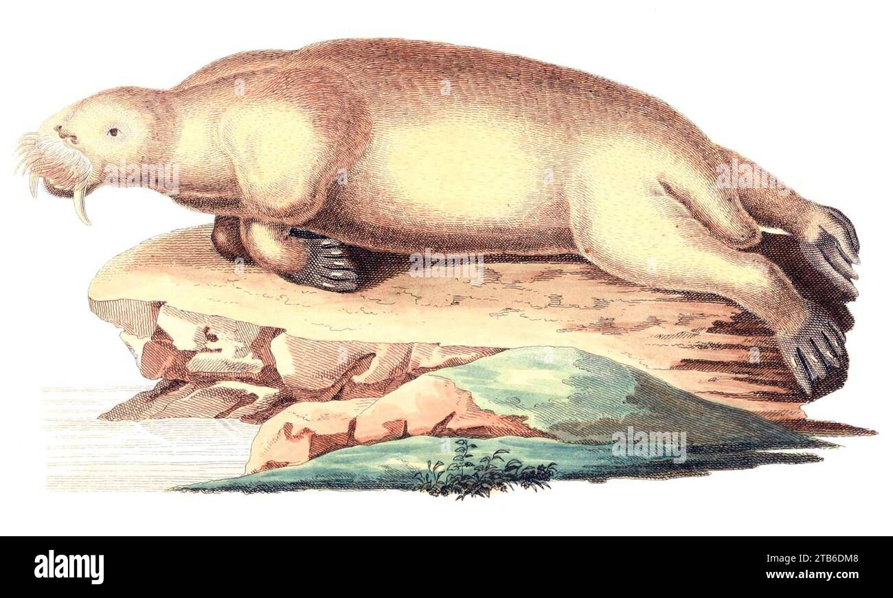 Walrus by Peter Simon Pallas Stock Photo - Alamy