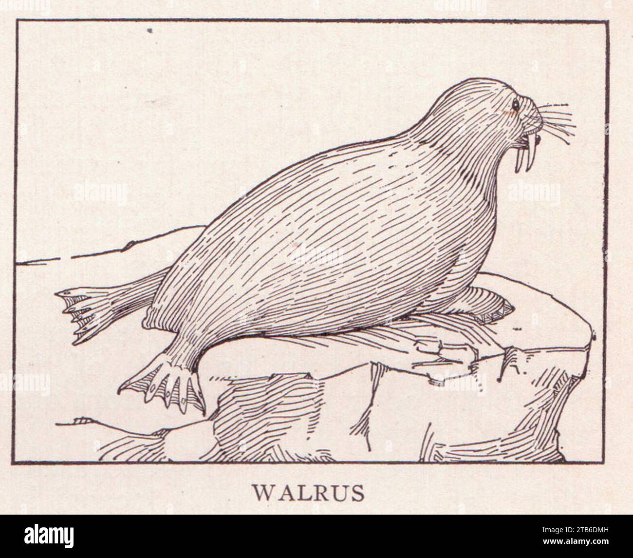 Walrus drawing hi-res stock photography and images - Alamy