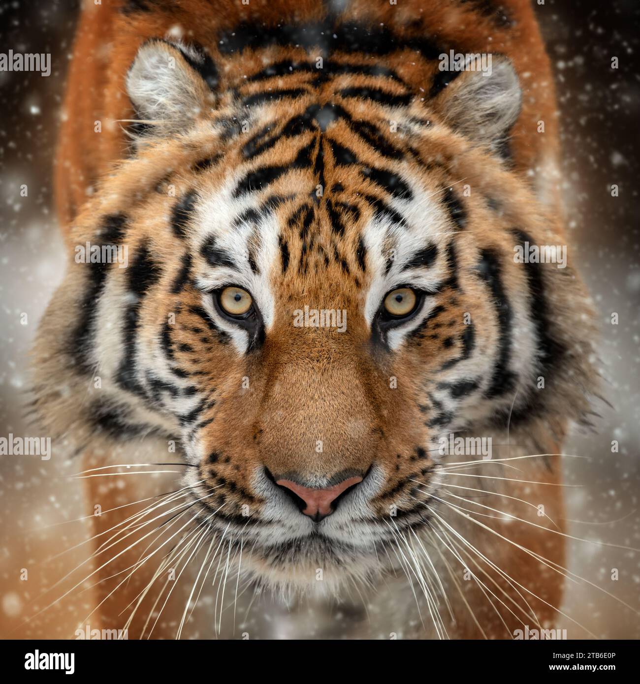 Closeup Adult Tiger portrait in cold time. Tiger snow in wild winter ...