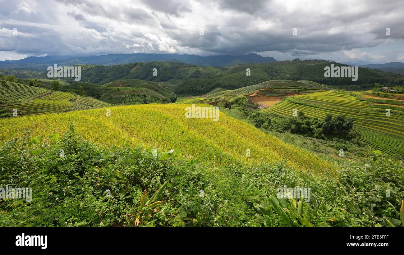 Landscape with green and yellow rice terraced fields and cloudy sky ...