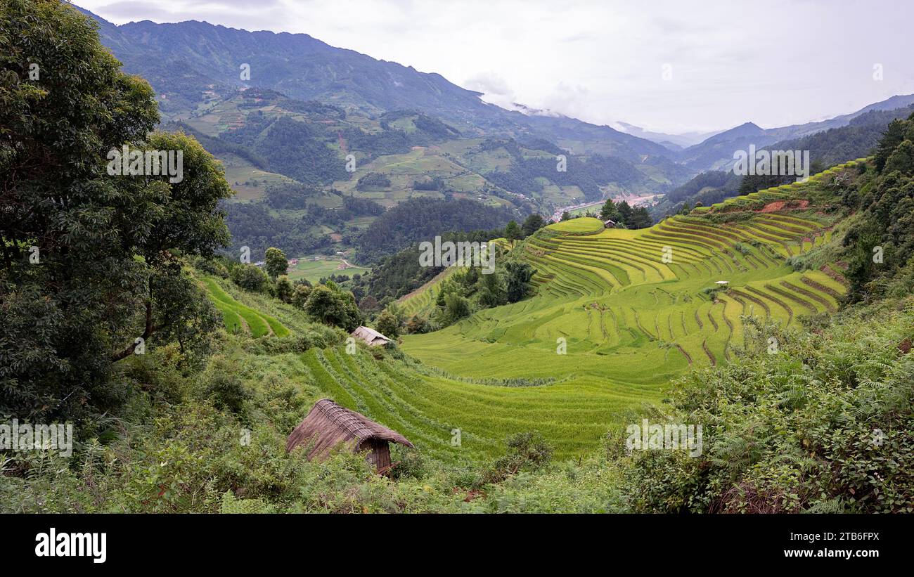 Landscape with green and yellow rice terraced fields and cloudy sky ...