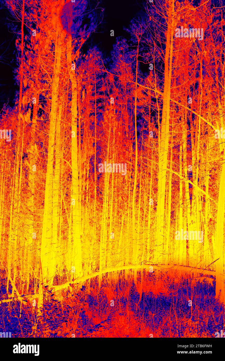 Middle-aged pine forest (forest approaching maturity) at summer sunny ...