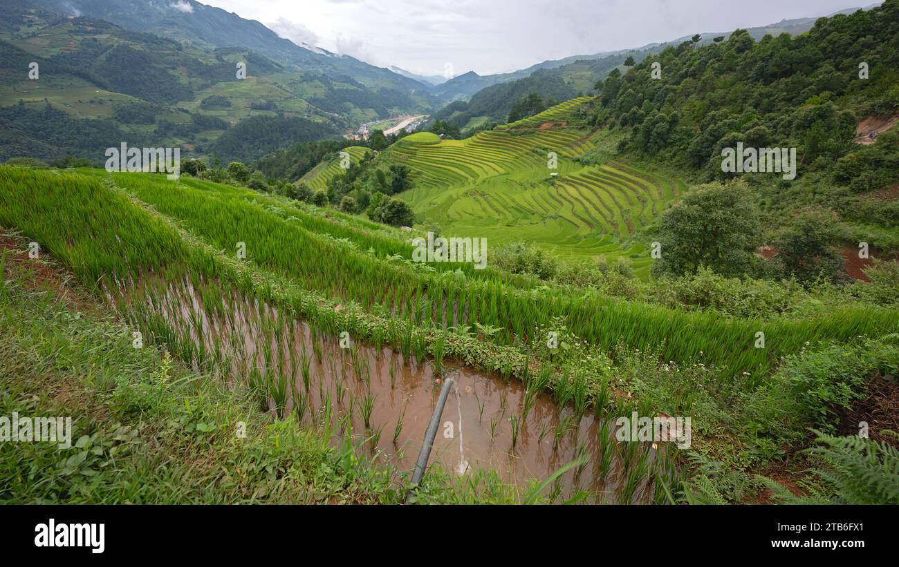 Rice irrigation hi-res stock photography and images - Alamy