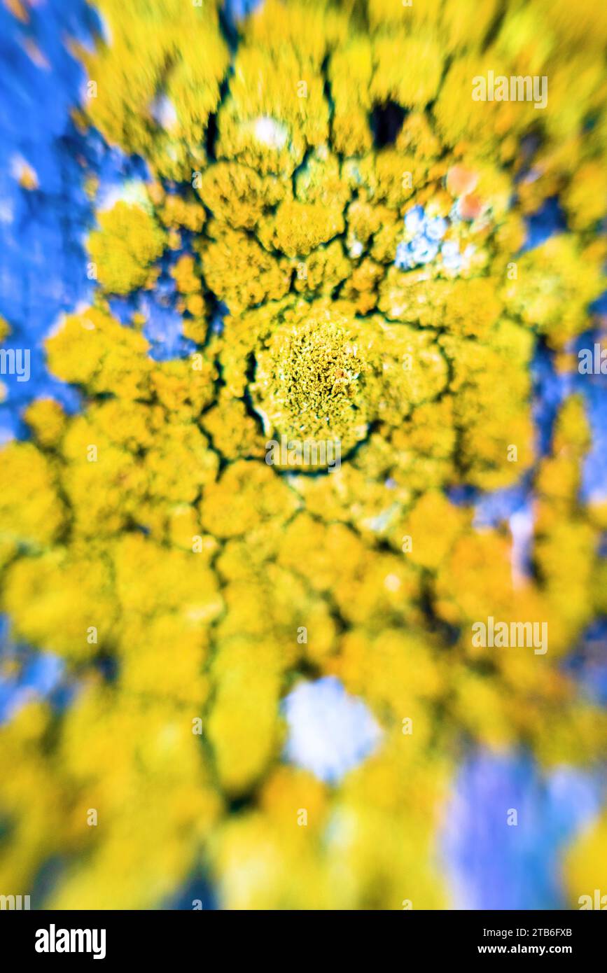 Subarctic crustaceous lichens live on the surface of rocks, on the bark ...